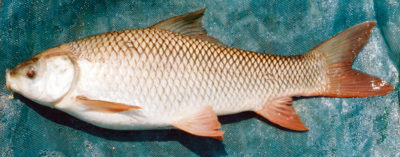 A review of Indian major carp species - Responsible Seafood Advocate