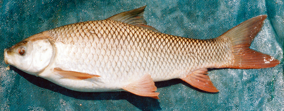 A review of Indian major carp species - Responsible Seafood Advocate