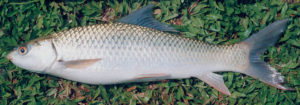 A review of Indian major carp species - Responsible Seafood Advocate
