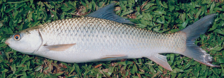 A review of Indian major carp species - Responsible Seafood Advocate