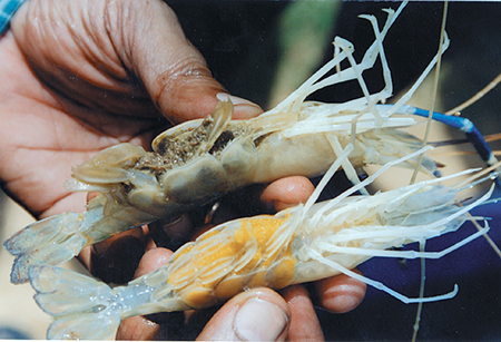 Freshwater prawn farming expanding in India - Responsible Seafood Advocate