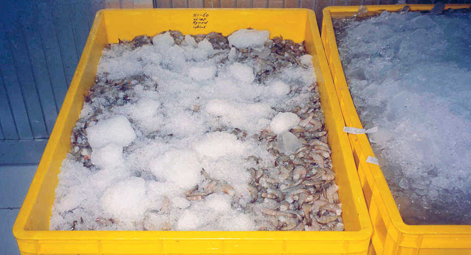 Chloramphenicol in shrimp: Europe as food safety utopia - Responsible ...