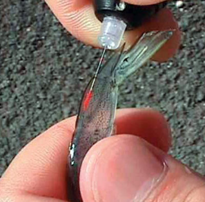 Tagging technology helps monitor shrimp performance in research ...