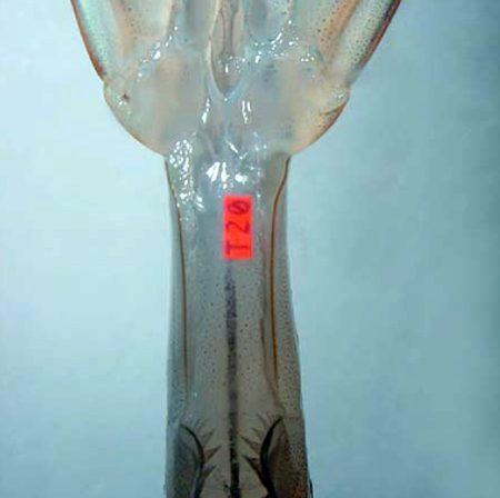 Tagging technology helps monitor shrimp performance in research ...