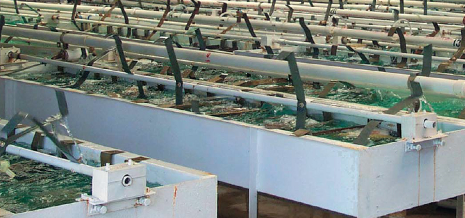 Channel catfish seedstock: Studies yield suggestions for hatching ...