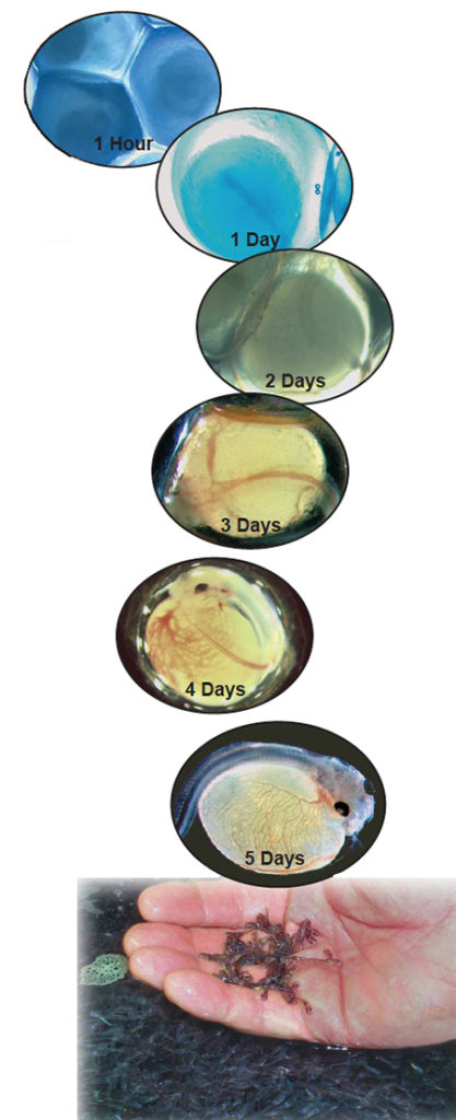 Channel catfish seedstock: Studies yield suggestions for hatching ...