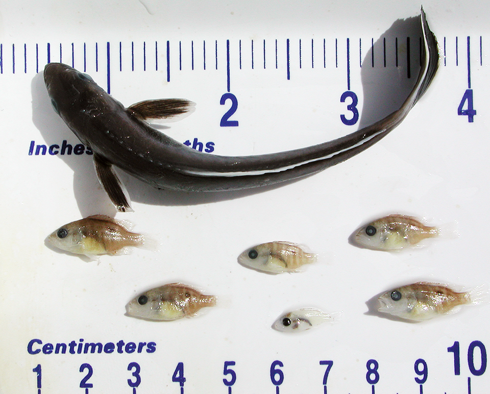 Marine fish aquaculture breakthroughs in U.S., Caribbean - Responsible ...