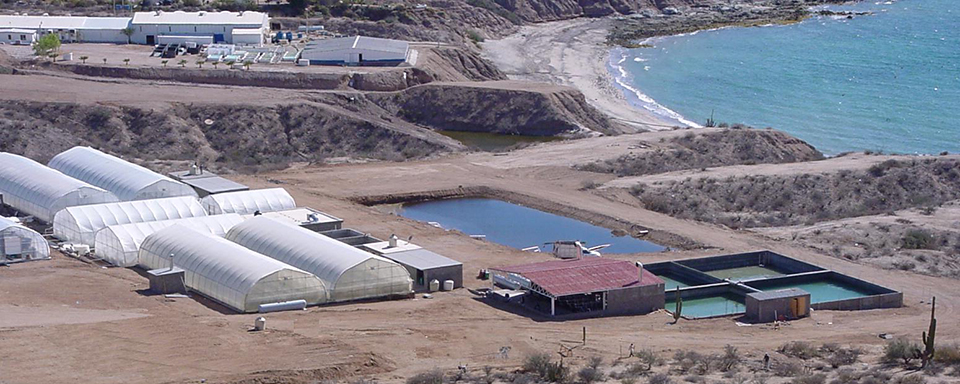 Shrimp genetic improvement in Mexico - Responsible Seafood Advocate