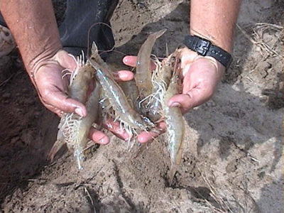 Shrimp genetic improvement in Mexico - Responsible Seafood Advocate