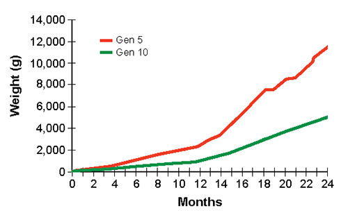 What can selective breeding do for your species? - Responsible Seafood ...