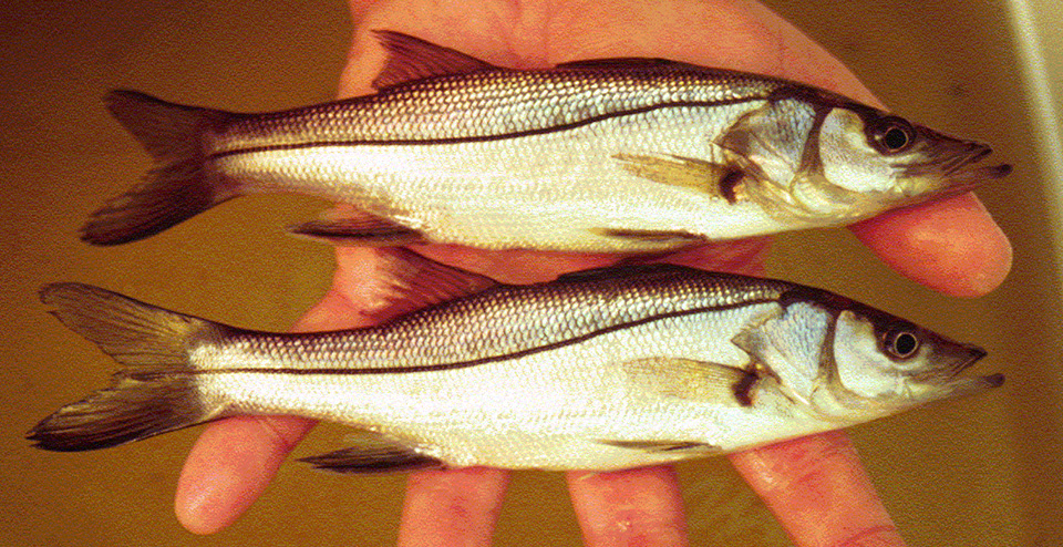 U.S. lab develops experimental larval culture methods for snook ...