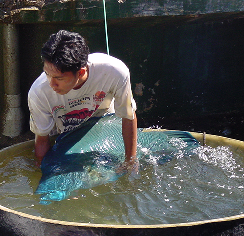 Cooperative efforts drive marine finfish aquaculture development in ...