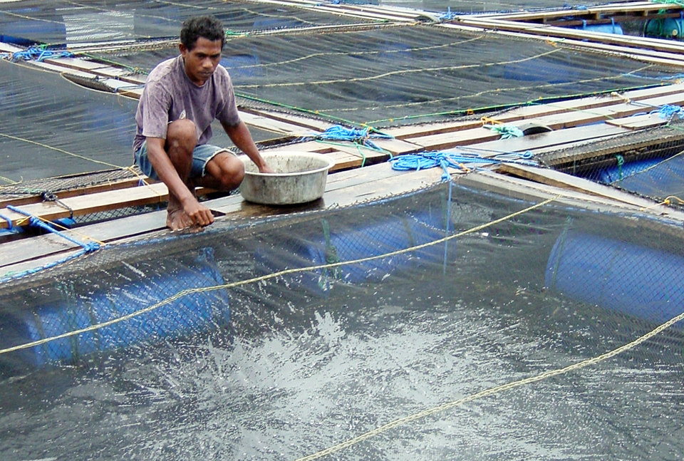 Cooperative efforts drive marine finfish aquaculture development in ...