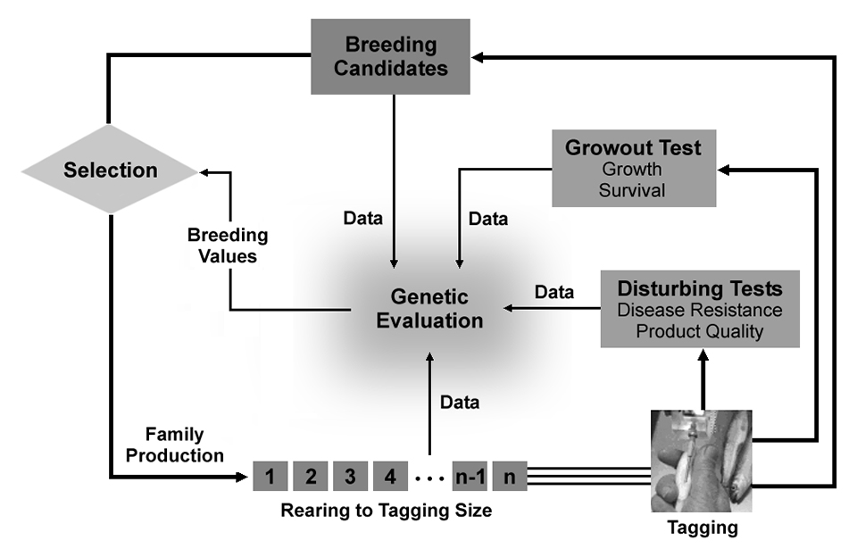 Scope for further optimization of selective breeding in aquaculture ...