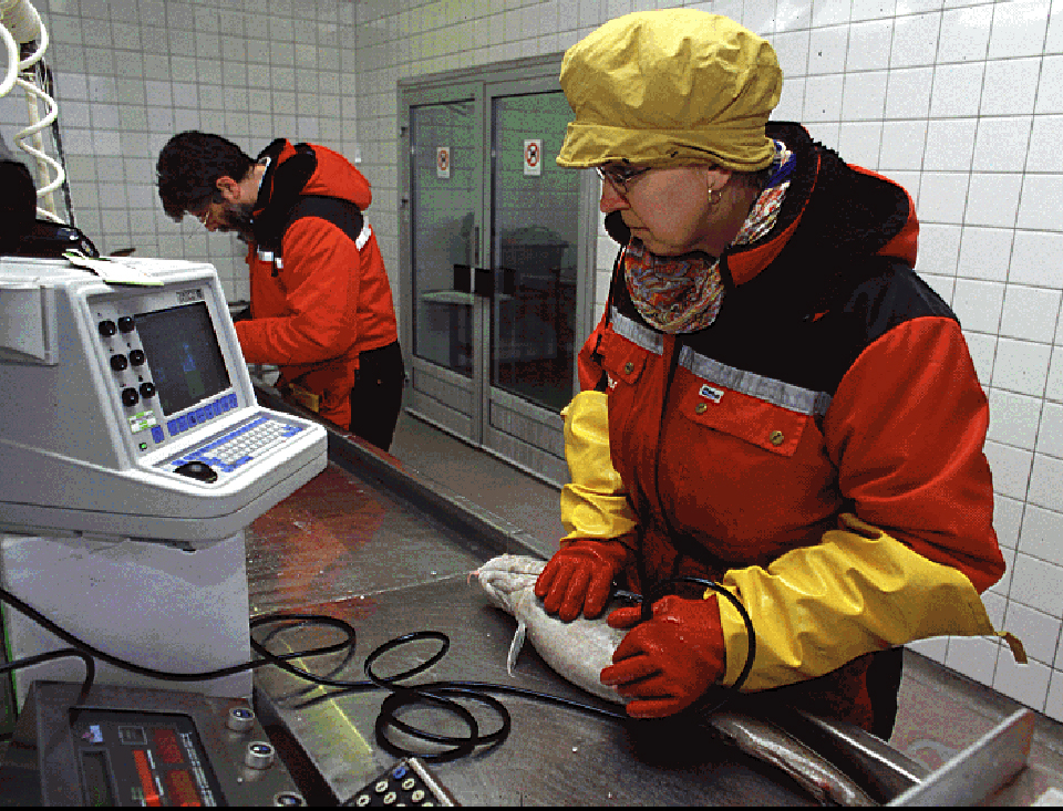 Scope for further optimization of selective breeding in aquaculture ...