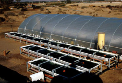 Integrated fish-seaweed culture systems - Responsible Seafood Advocate