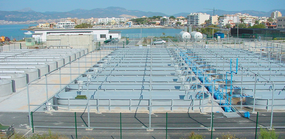 Marine finfish hatcheries: Species diversification, technological ...