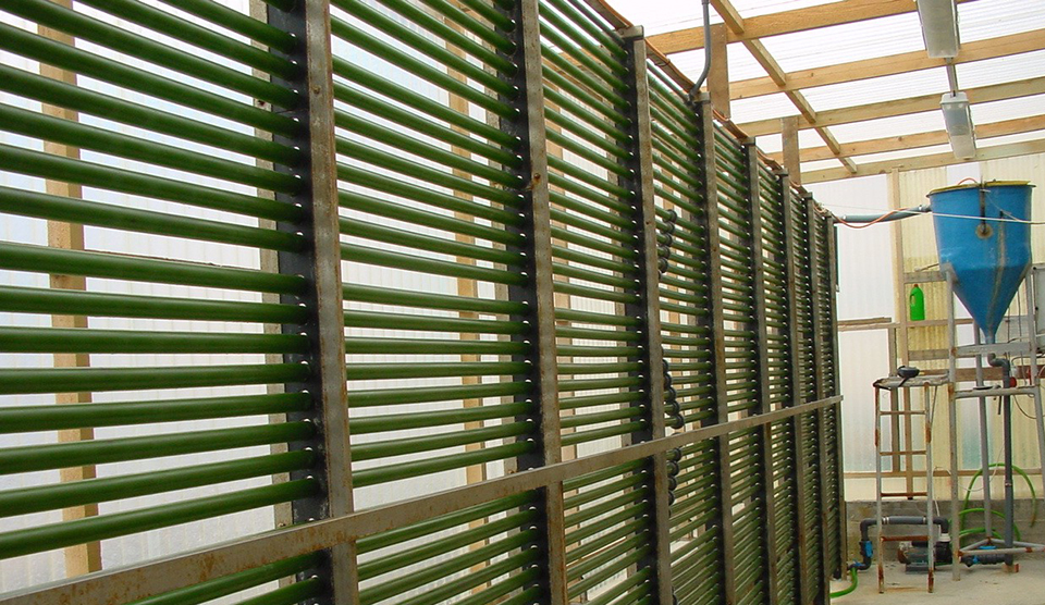 Marine finfish hatcheries: Species diversification, technological ...