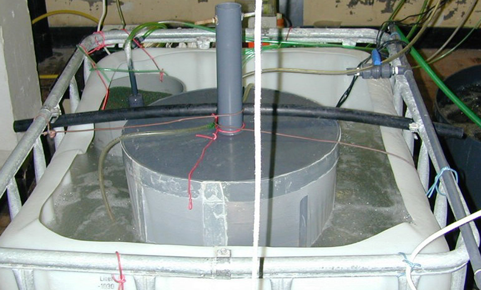 Marine finfish hatcheries: Species diversification, technological ...