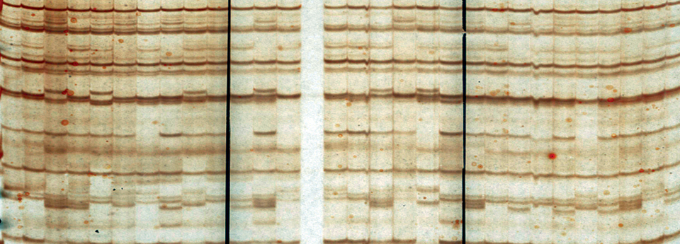 Selective breeding raises WSSV resistance in fleshy prawns ...