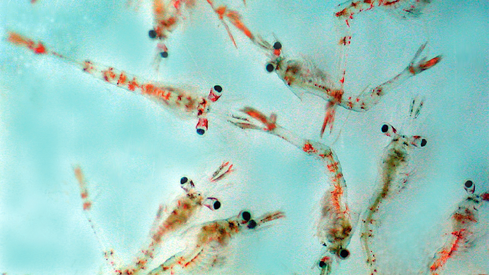 Tests study fresh marine ingredients in shrimp larval diets ...
