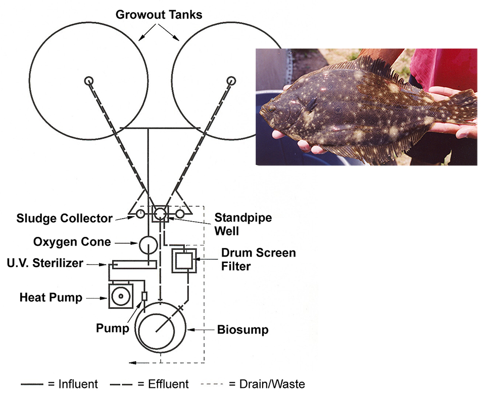 Microbead media offers low cost, efficiency in RAS biofilters ...