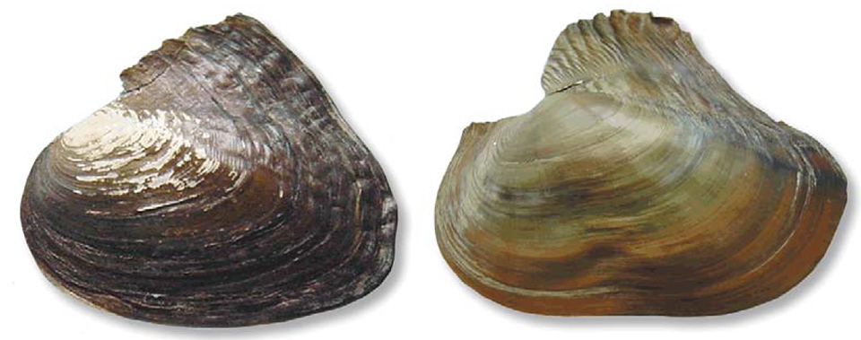 Freshwater pearl culture in China - Responsible Seafood Advocate