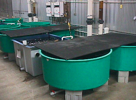 Survey defines RAS finfish aquaculture in United States, Canada ...