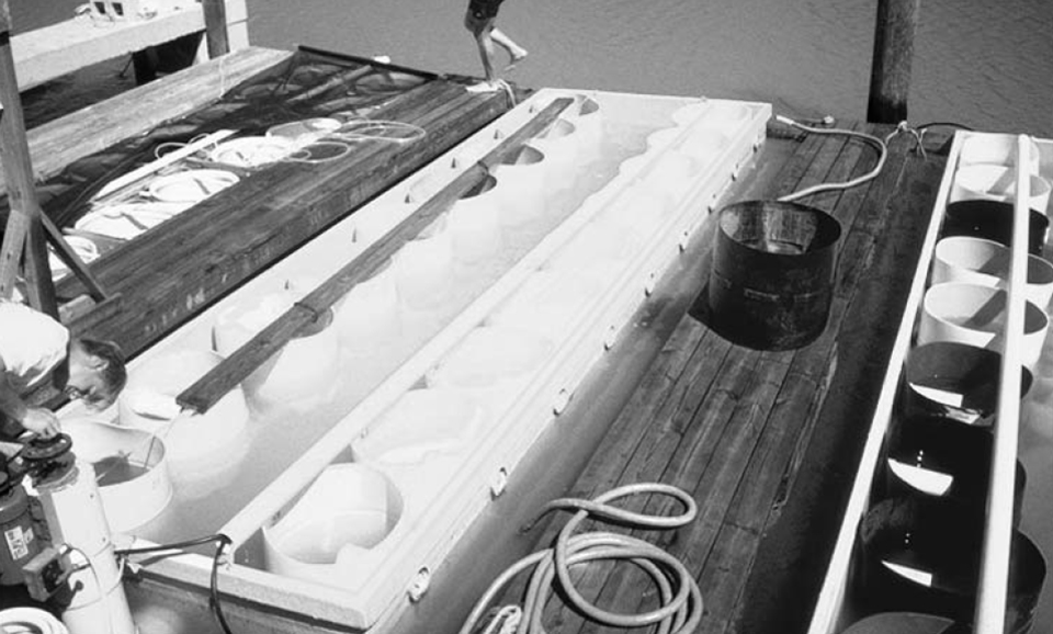 Principles of animal husbandry for shellfish culturists - Responsible ...