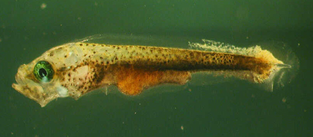 U.S. lab provides basis for further cobia study - Responsible Seafood ...