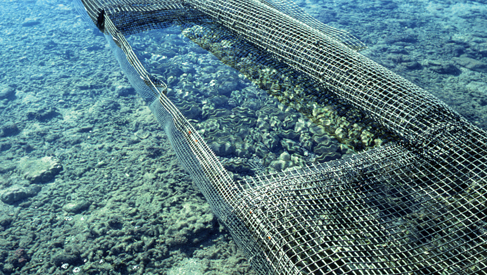 Giant clam mariculture - Responsible Seafood Advocate