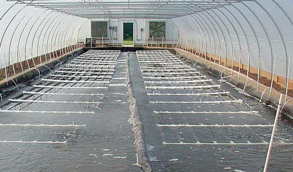 Greenhouse raceways: A consideration for super intensive shrimp ...