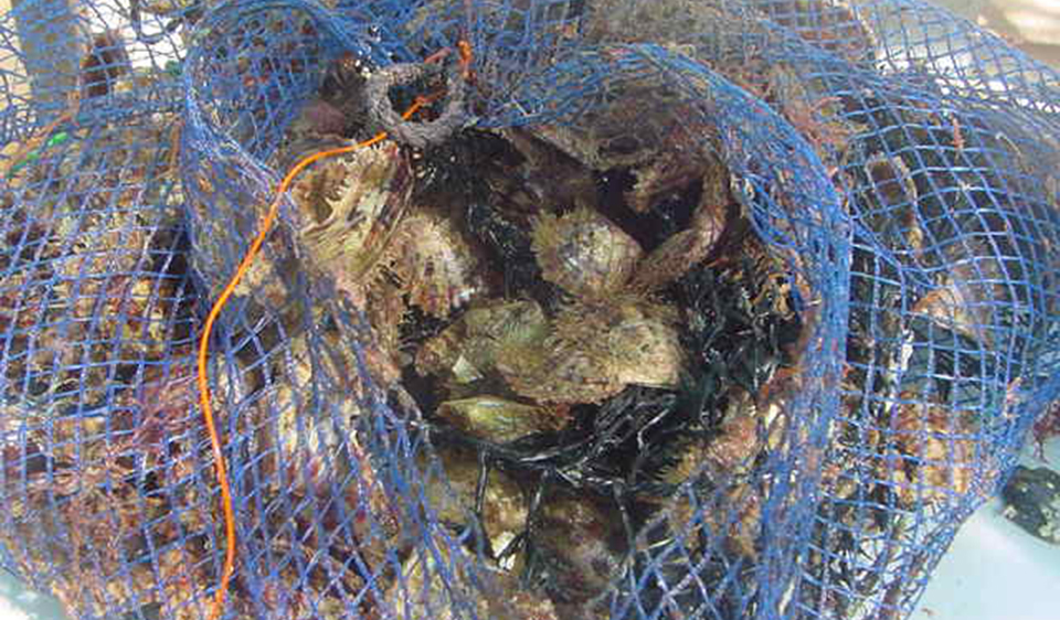 Akoya pearl oyster culture in Australia - Responsible Seafood Advocate