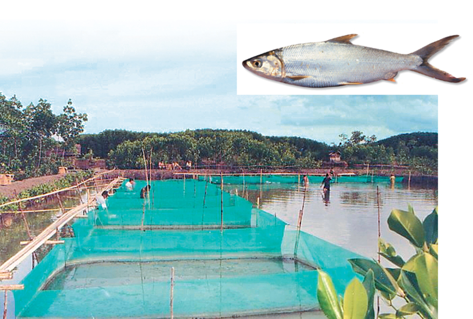 Polyculture extends production life for ponds with acid sulfate soil ...