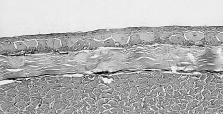 Studies move toward standardized challenge model for Columnaris in ...