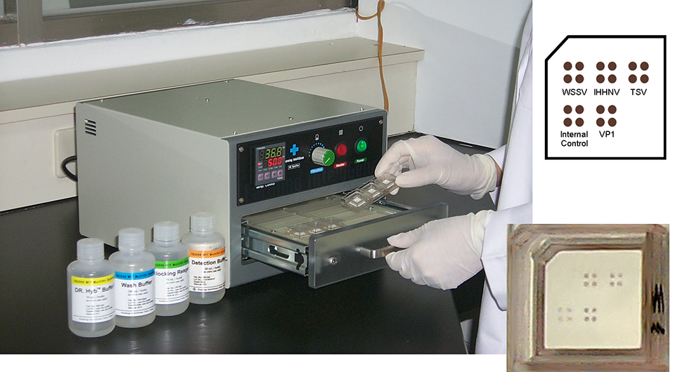 Advances in technology for shrimp virus detection - Responsible Seafood ...