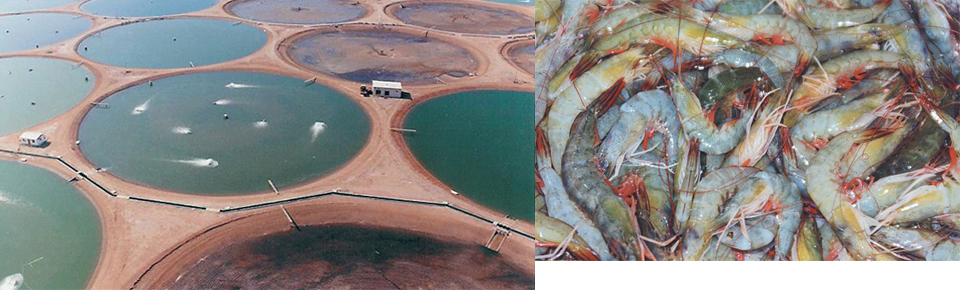 Saudi farm pioneers Middle East shrimp aquaculture - Responsible ...