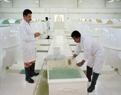Integrated NPC project cultures shrimp in Saudi Arabia - Responsible ...