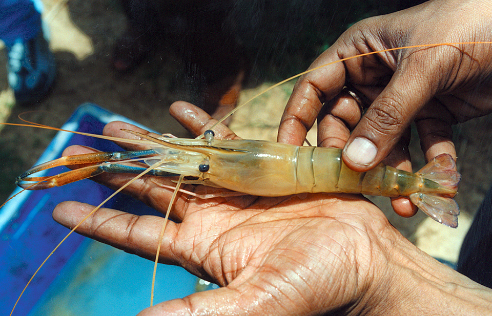 Small-scale freshwater prawn culture boosts Bangladesh economy ...