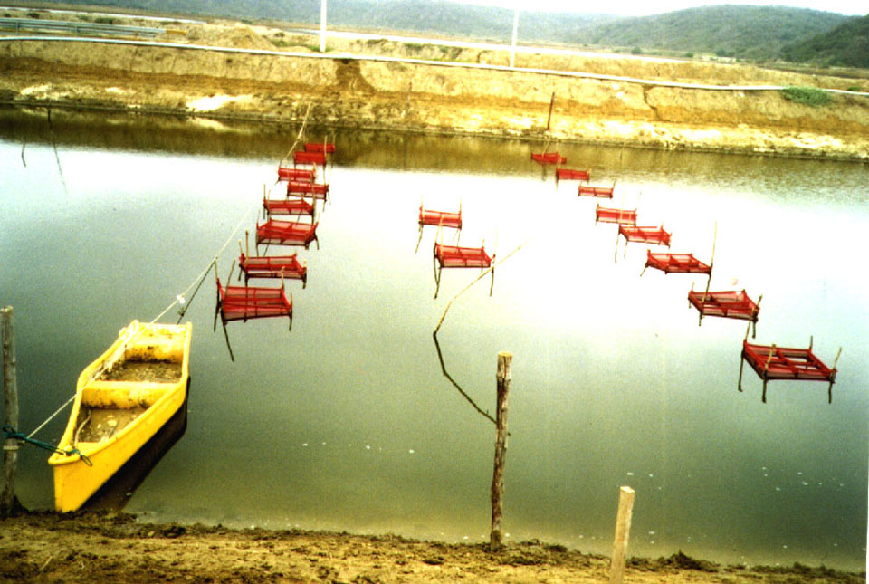 CENAIM study examines effects of transport on shrimp postlarvae ...
