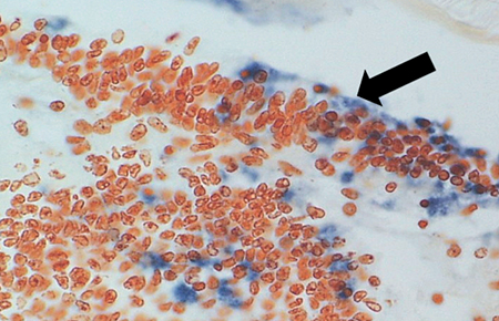 Diagnostic profile of Belize Taura Syndrome Virus - Responsible Seafood ...