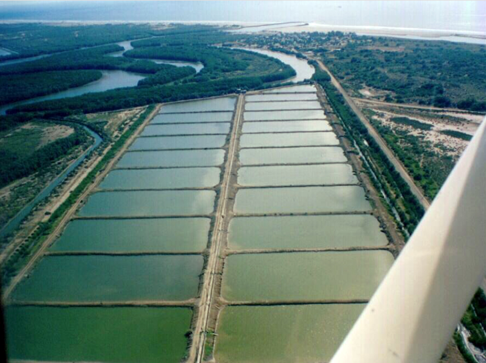 White shrimp production tested during autumn-winter season in Mexico ...