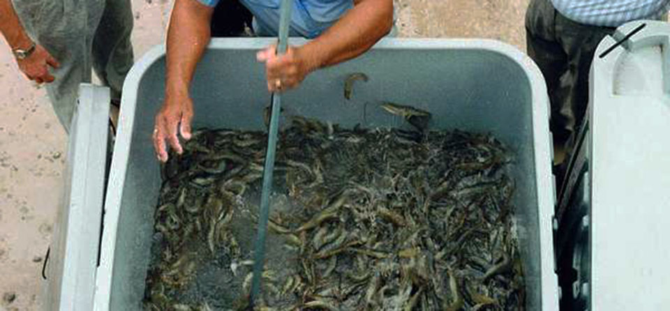 Super chilling slurry ice quickly cools, preserves seafood ...