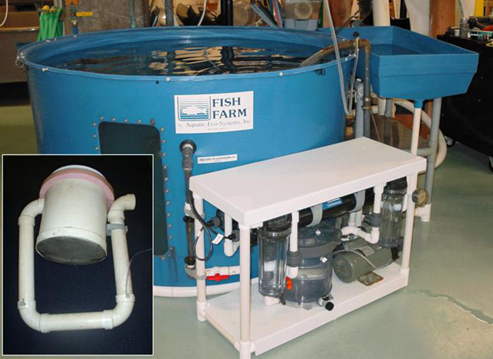 Researchers develop low-tech recirculating culture system for quahog ...