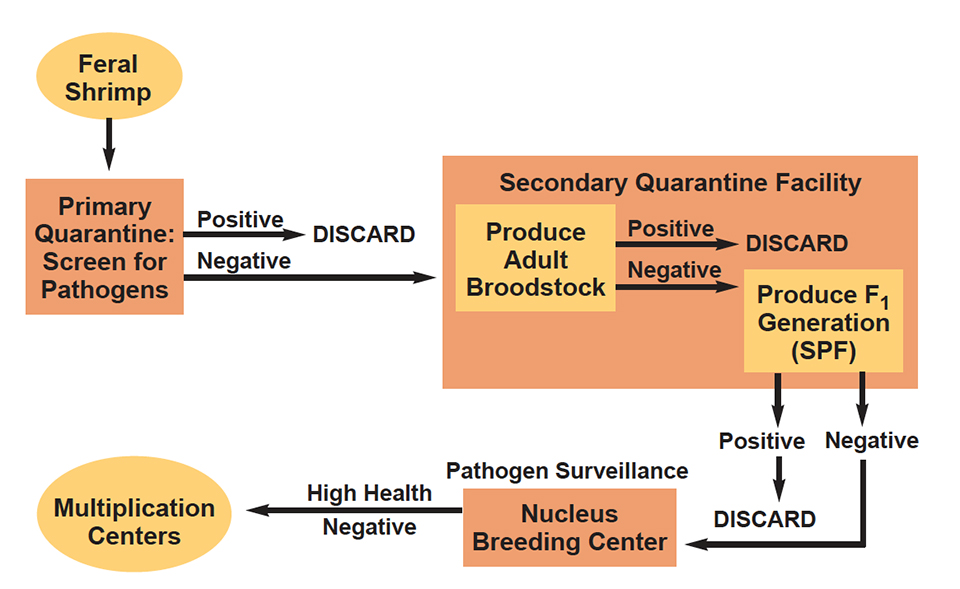 SPF-defined pathogen-free status of shrimp limited - Responsible ...