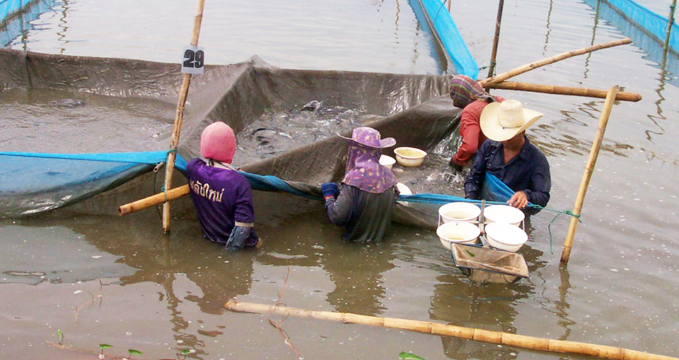 Tilapia: A truly global aquaculture industry - Responsible Seafood Advocate