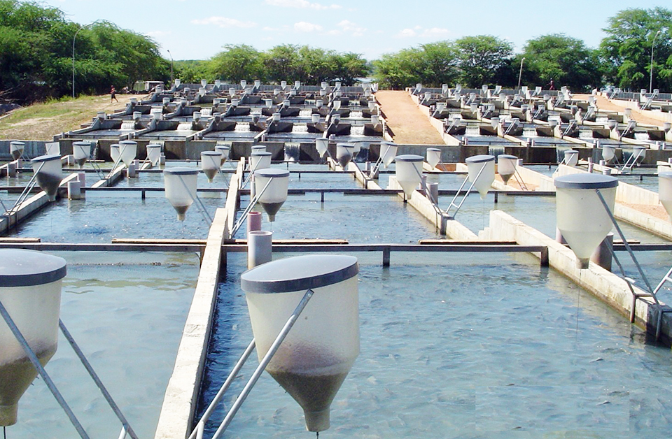 Tilapia: A truly global aquaculture industry - Responsible Seafood Advocate