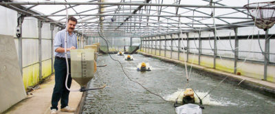 Tilapia: A truly global aquaculture industry - Responsible Seafood Advocate
