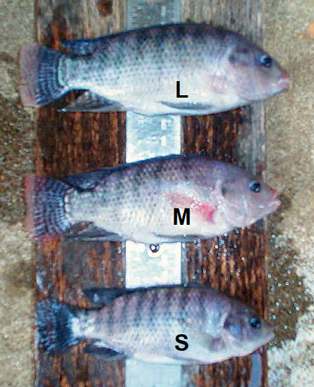 Size-grading experiments yield strong advice for tilapia hatcheries ...