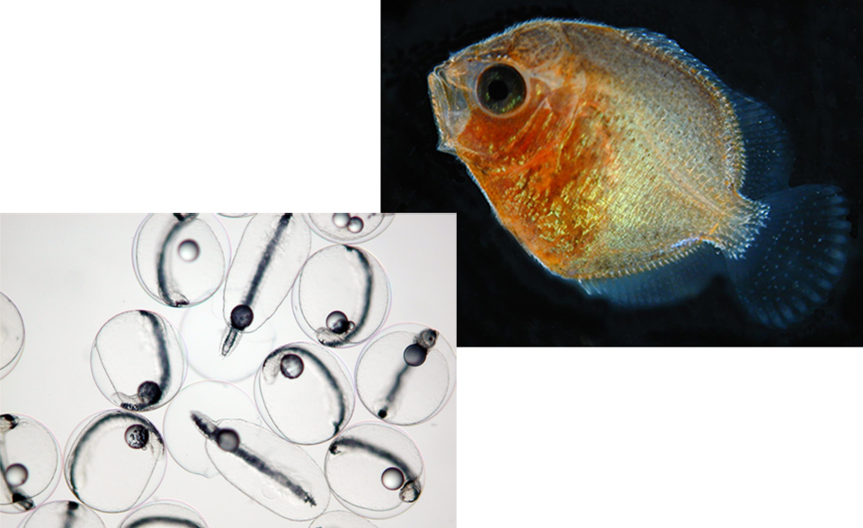 Intensively cultured Paraclanid copepods for small tropical marine fish ...